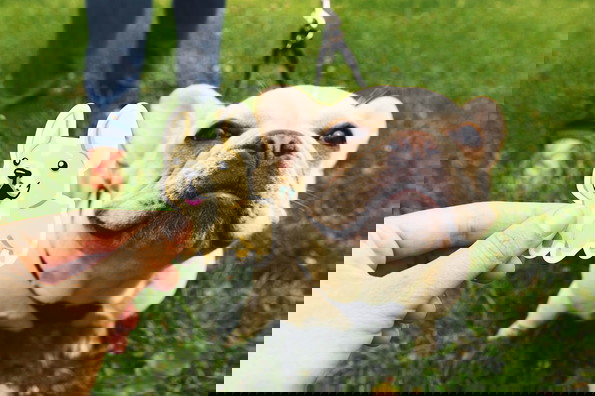 Sticker Mule Die Cut Stickers | AppSumo